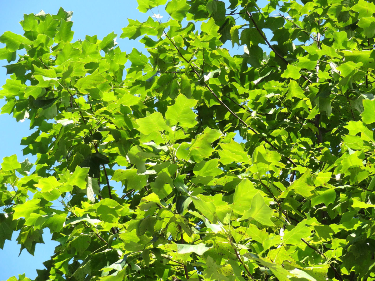 terry-s-tree-service-tree-removal-requirements