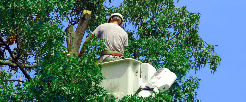 arborist_bucket_truck - Terry's Tree Service