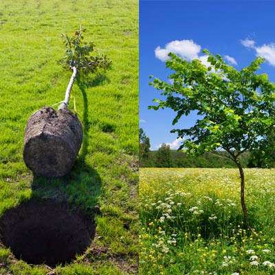 Services - Terry's Tree Service